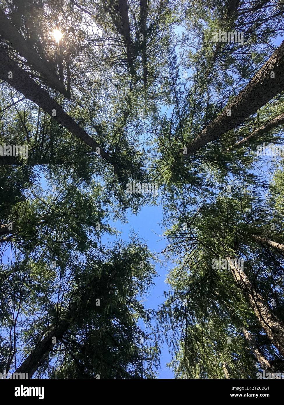 Grove of pine trees seen from below. Nature. Concepts. Background Stock ...