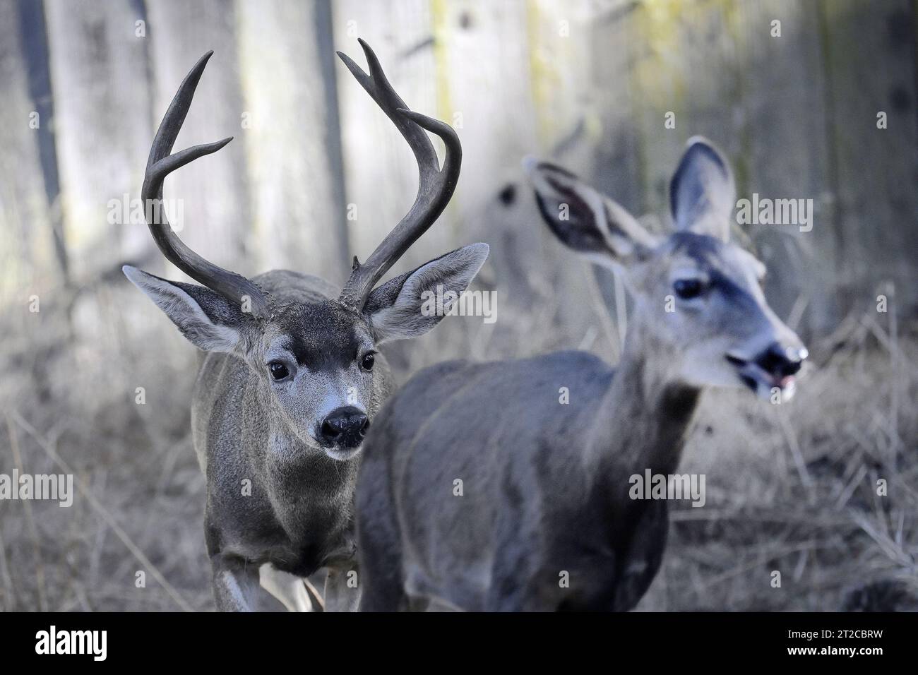 Pacific Grove, California, USA. 18th Oct, 2023. Buck Chases Doe ...
