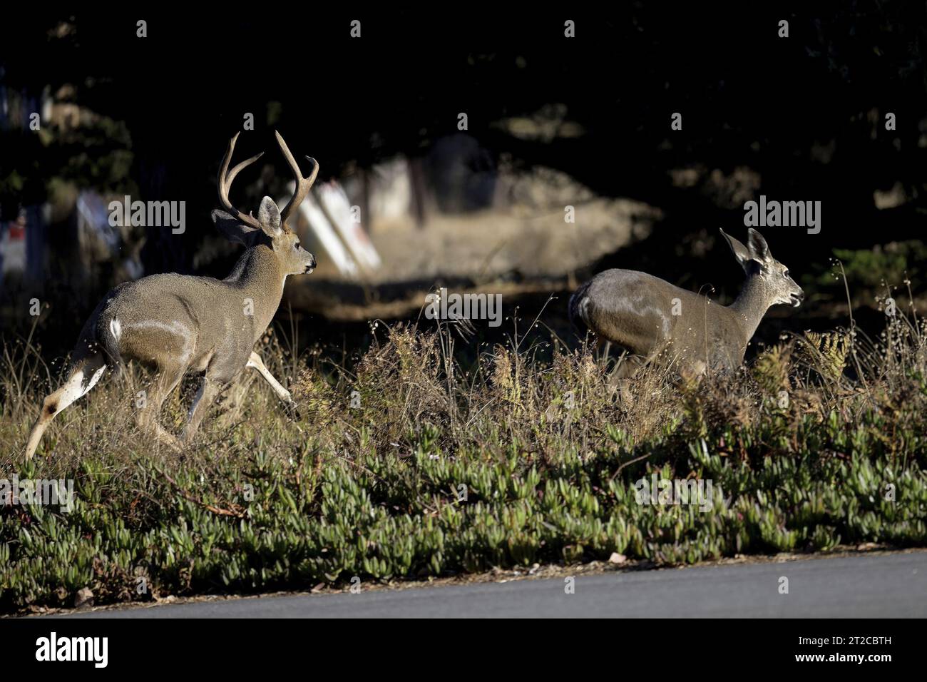 Pacific Grove, California, USA. 18th Oct, 2023. Buck Chases Doe ...