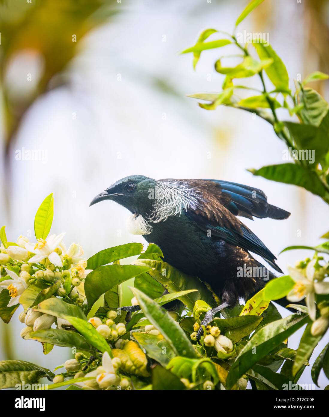 Tui bird landing on a grapefruit tree with white flowers. Vertical ...