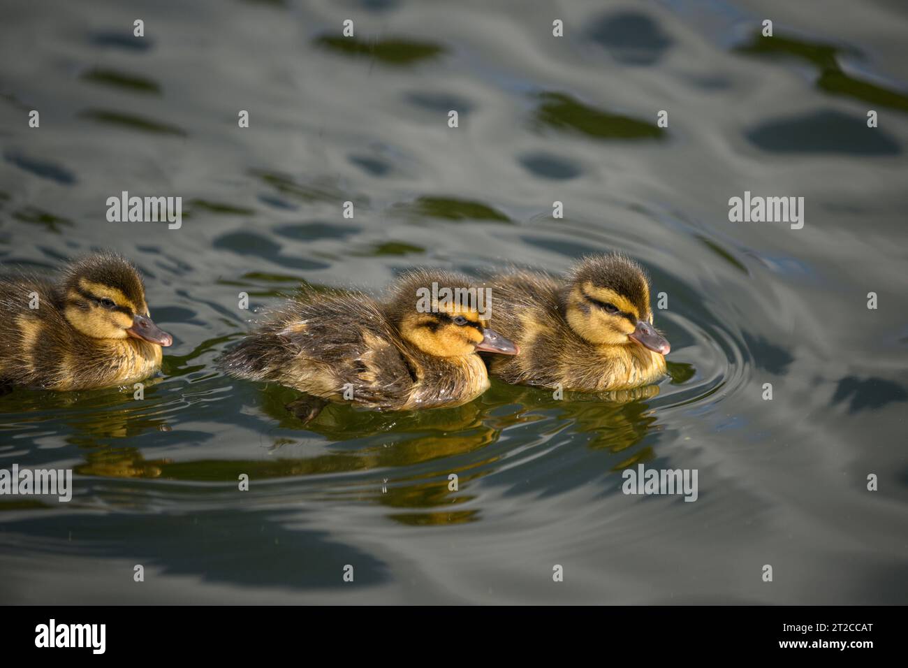 Three ducklings swimming in the lake Stock Photo - Alamy