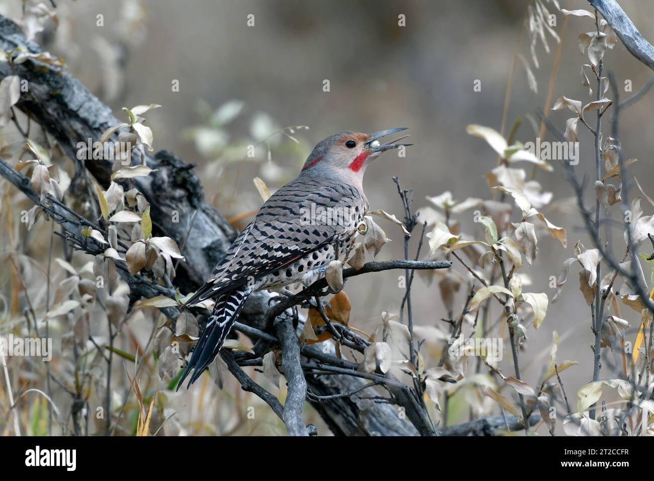 Northern flicker bird hi-res stock photography and images - Alamy