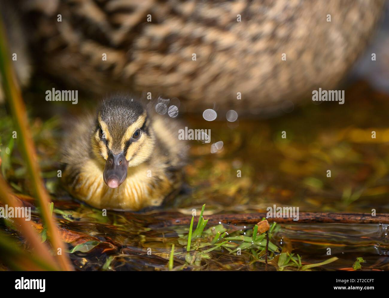 Cute duckling swimming in the lake with mother duck by its side Stock ...