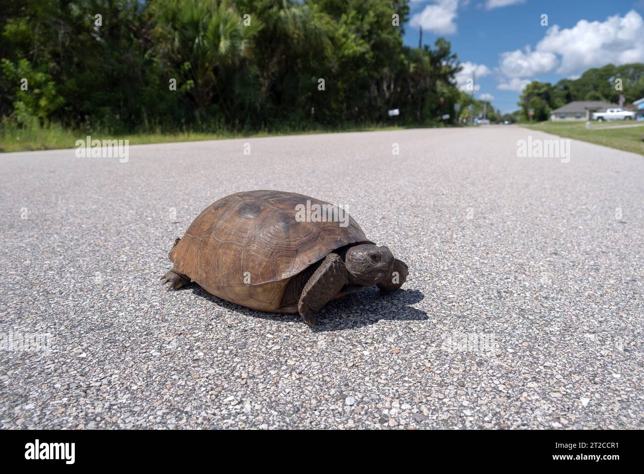 Wild Gopher Tortoise crossing rural road in Florida, USA. Endangered ...
