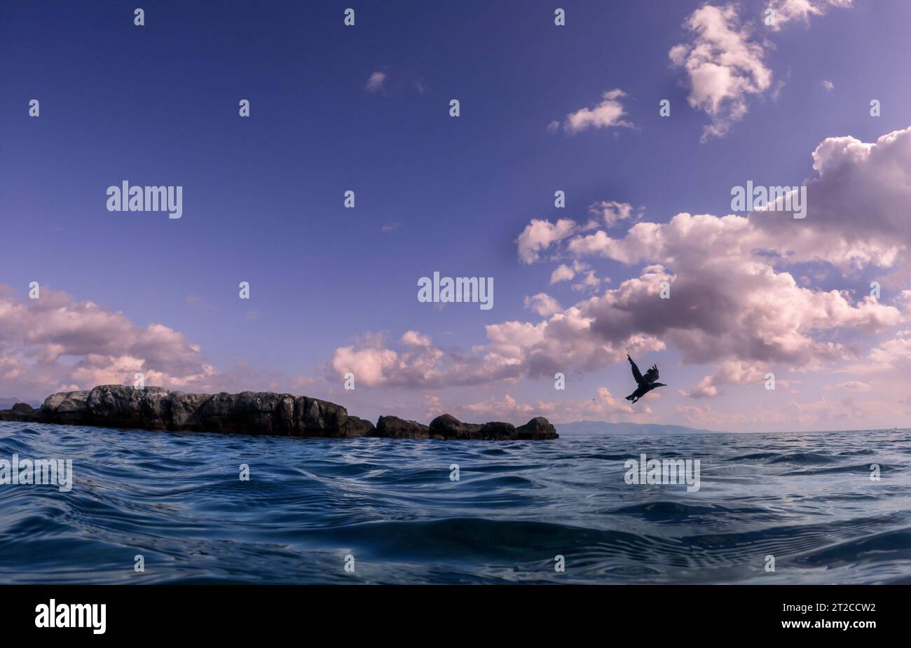 Cormorant bird flying from the rocks on the seashore. Dramatic clouds ...