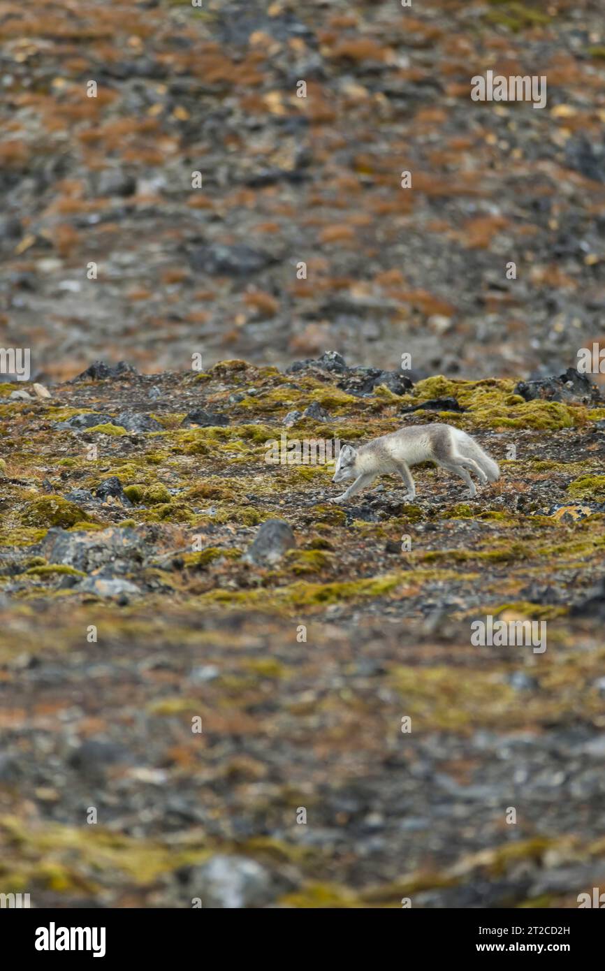 Arctic fox Vulpes lagopus, adult running over tundra, Signehamna, Svalbard, August Stock Photo ...
