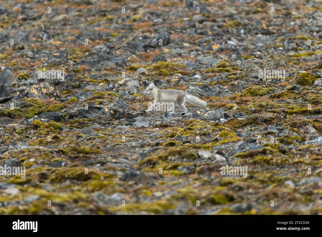 Arctic fox Vulpes lagopus, adult running over tundra, Signehamna ...