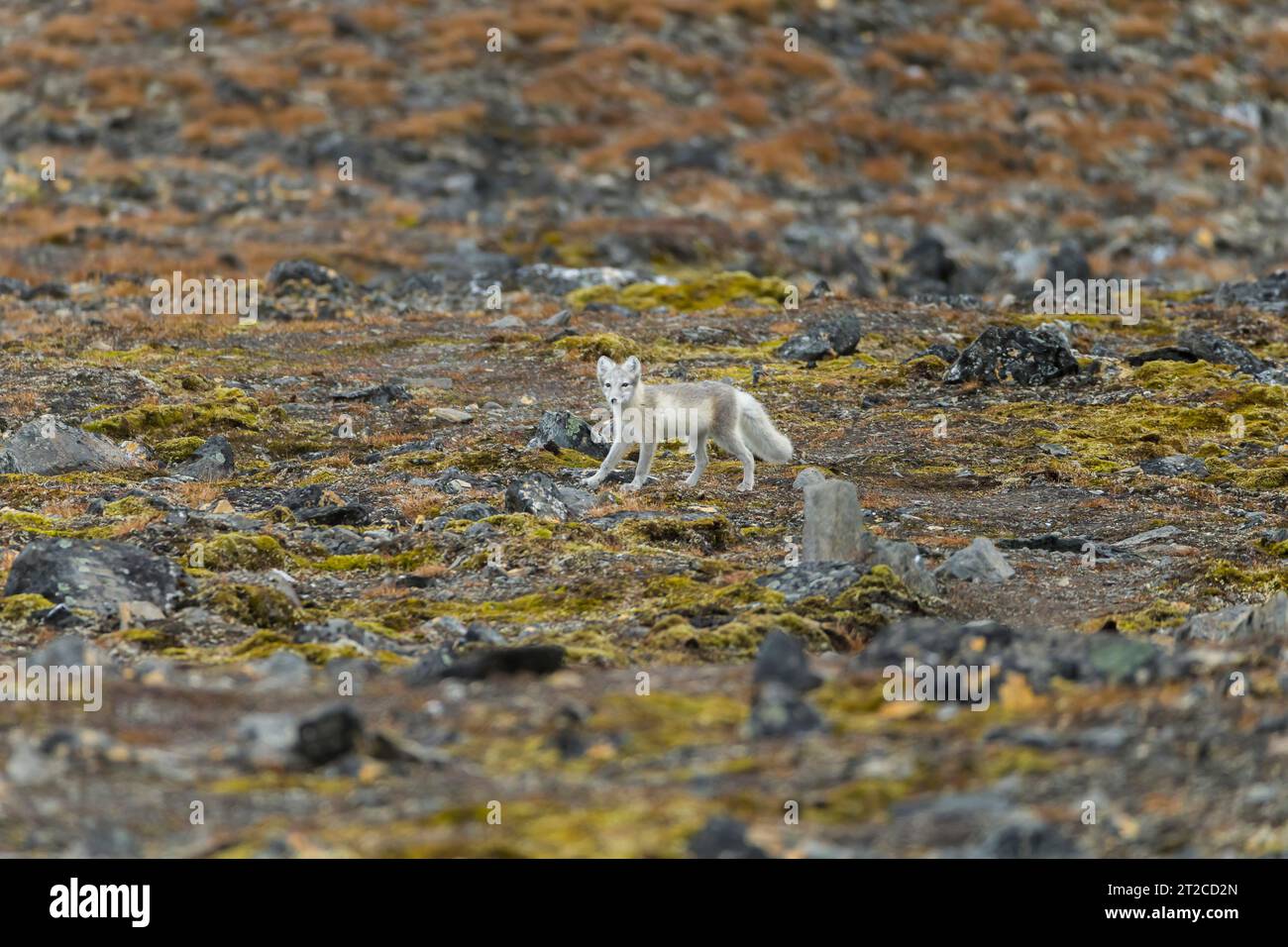 Arctic fox Vulpes lagopus, adult running over tundra, Signehamna ...
