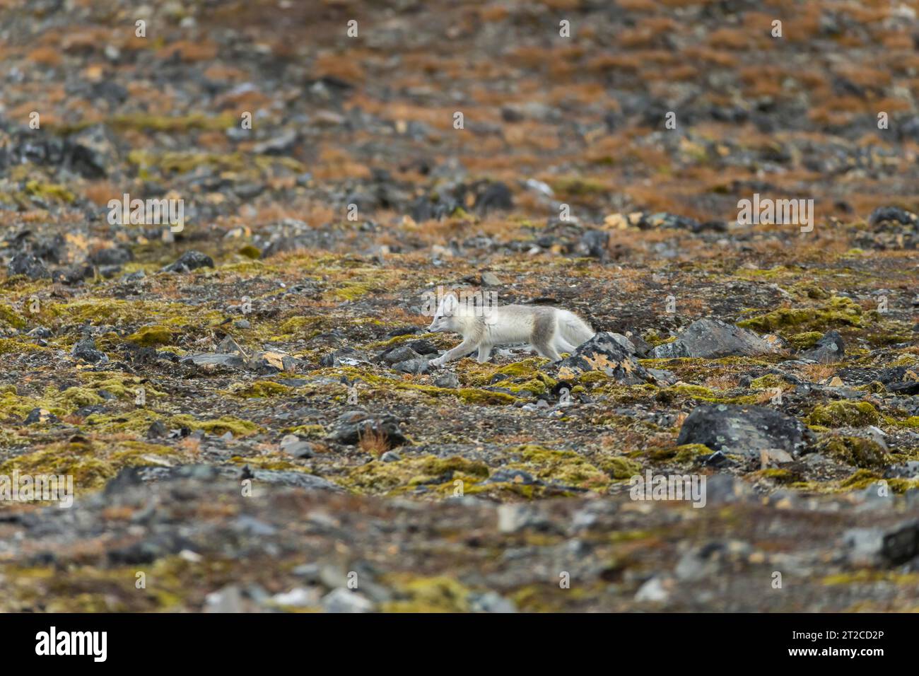 Arctic fox Vulpes lagopus, adult running over tundra, Signehamna ...