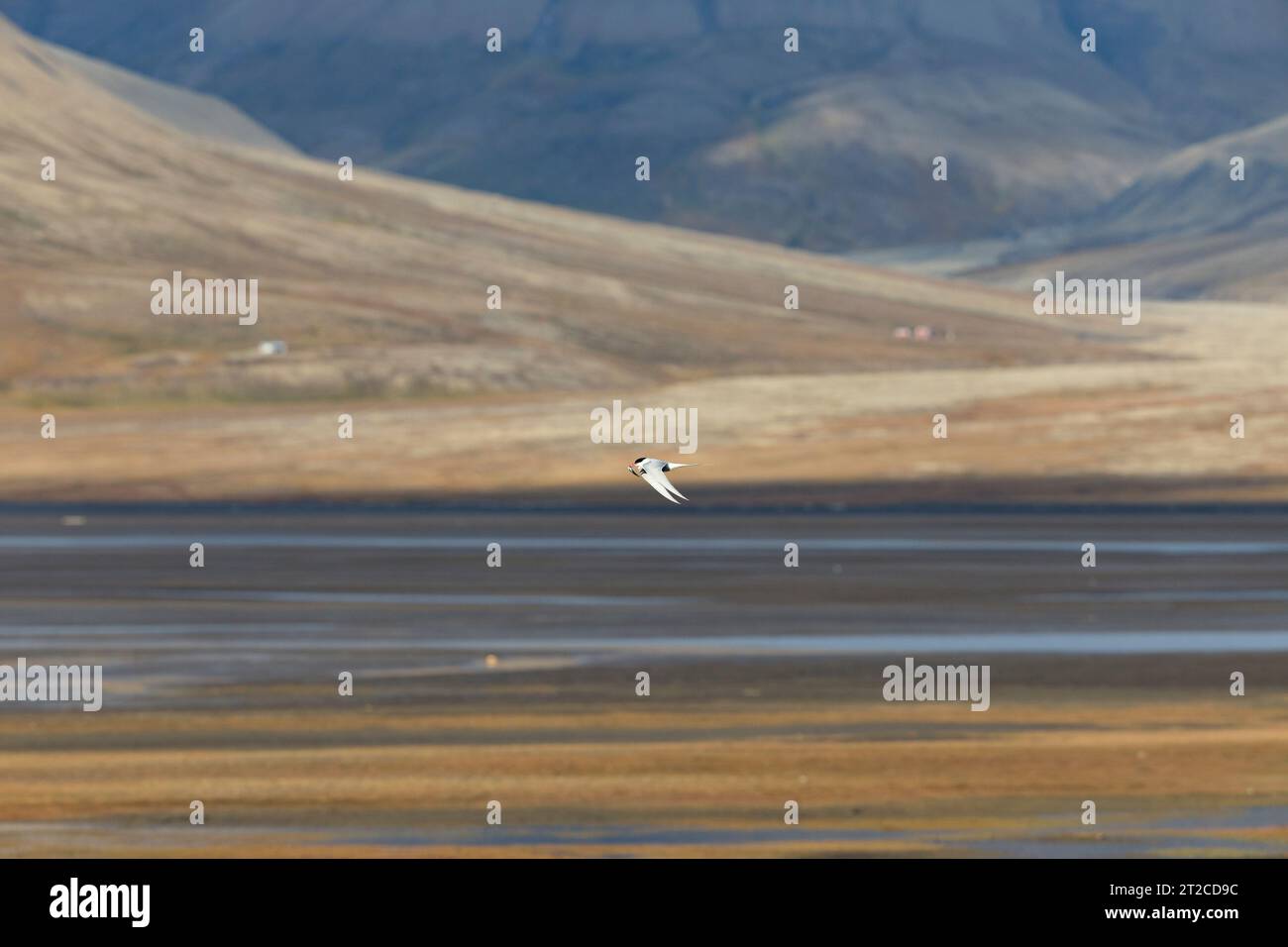 Arctic tern Sterna paradisaea, adult in flight with fish prey against ...