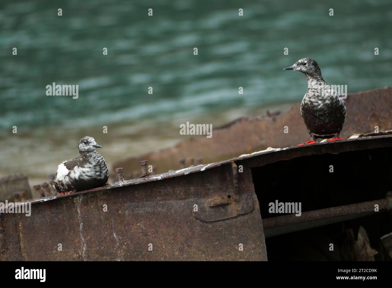 Black guillemot Cepphus grylle, juveniles resting on sunken structure ...