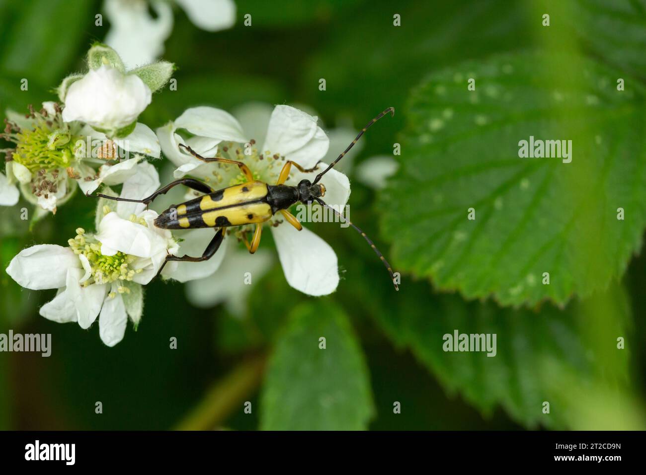 Black-and-yellow longhorn beetle Ruptela maculata, exploring bramble ...