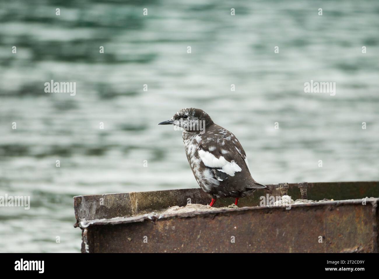 Black guillemot Cepphus grylle, juvenile resting on sunken structure ...