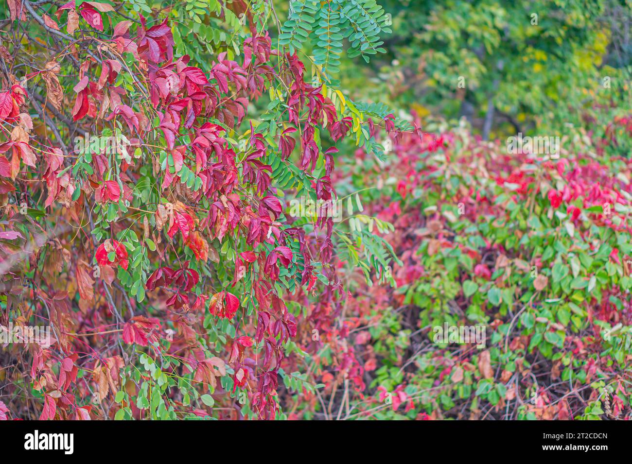 red leaf texture. Red leaf texture red leaf texture. Leaf texture ...