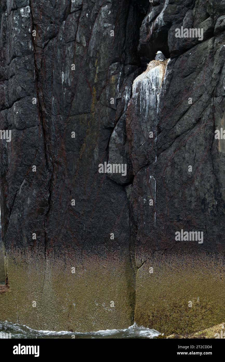 Black-legged kittiwake Risa tridactyla, adult with chick on nest, Farne ...