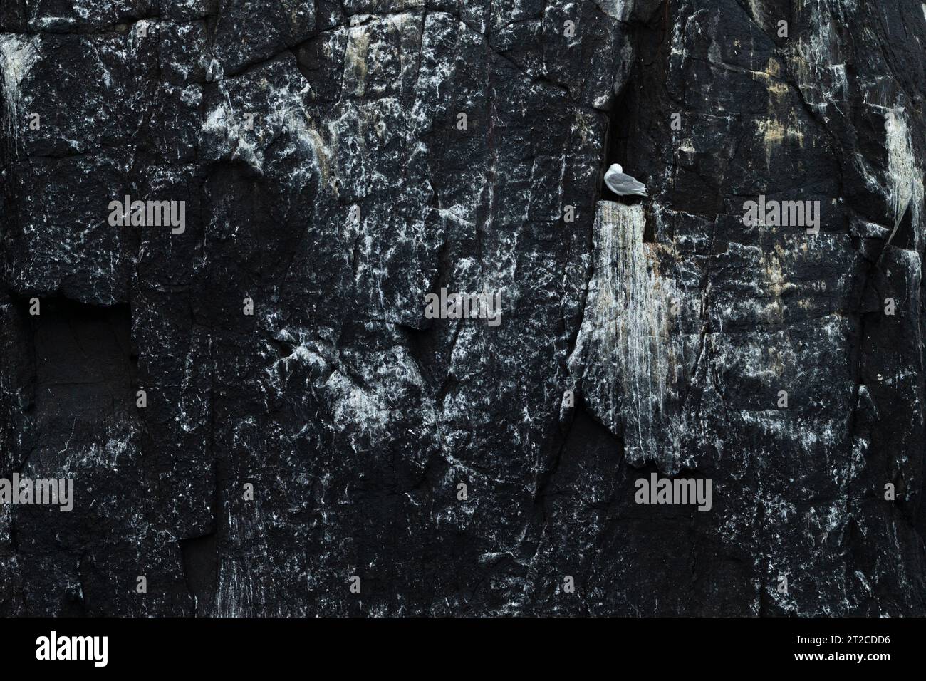 Black-legged kittiwake Risa tridactyla, adult with chick on nest, Farne ...