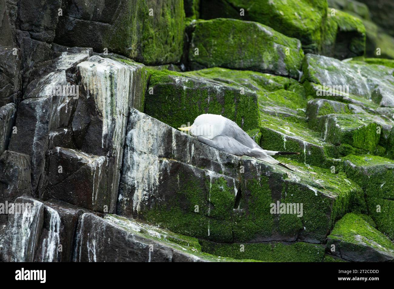 Black-legged kittiwake Risa tridactyla, adult dead on rocks, Farne ...