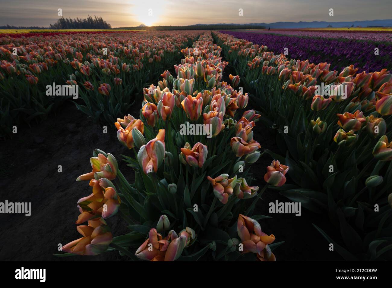 Tulip Field at Sunrise Stock Photo - Alamy
