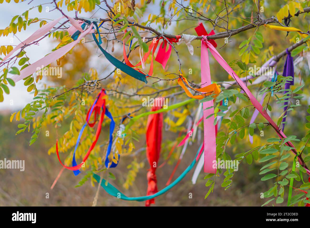 Tree decorated with colored ropes and notes on clothespins in the ...