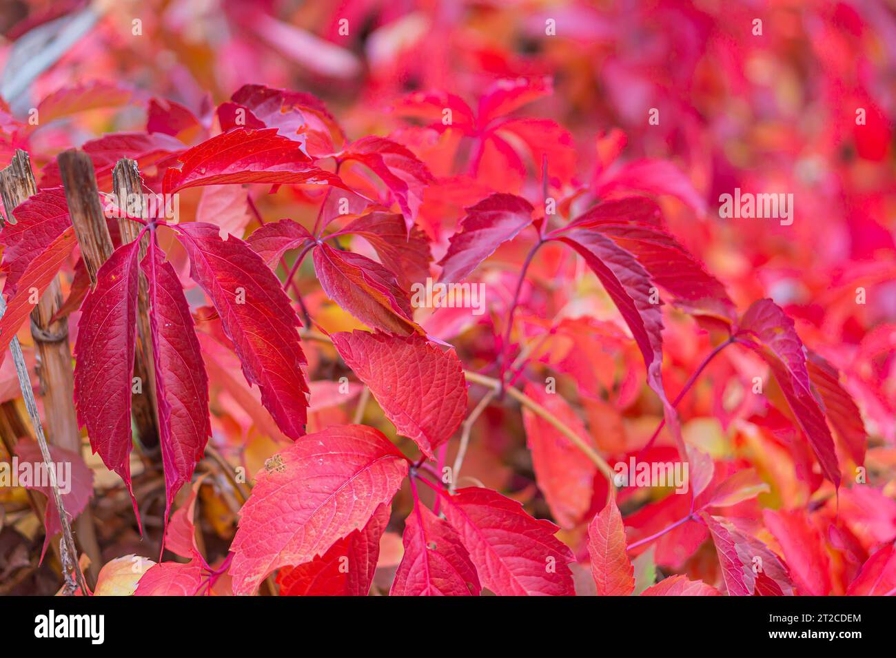 red leaf texture. Red leaf texture red leaf texture. Leaf texture ...
