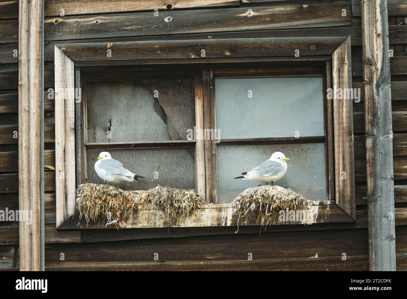 Black-legged kittiwake Rissa tridactyla, nesting colony in derelict ...