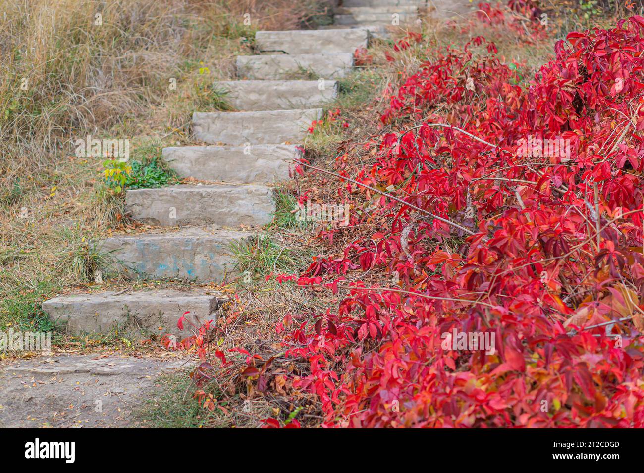 Autumn backdrop stairs sky. amazing mysterious road steps leads ...