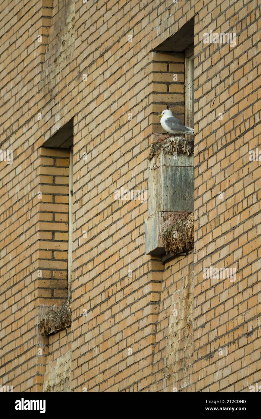 Black-legged kittiwake Rissa tridactyla, nesting colony in derelict ...