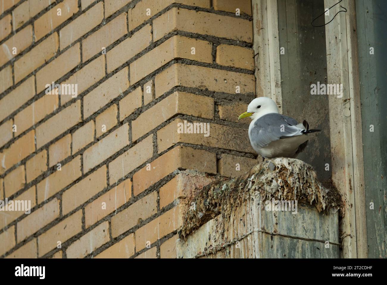 Black-legged kittiwake Rissa tridactyla, nesting colony in derelict ...