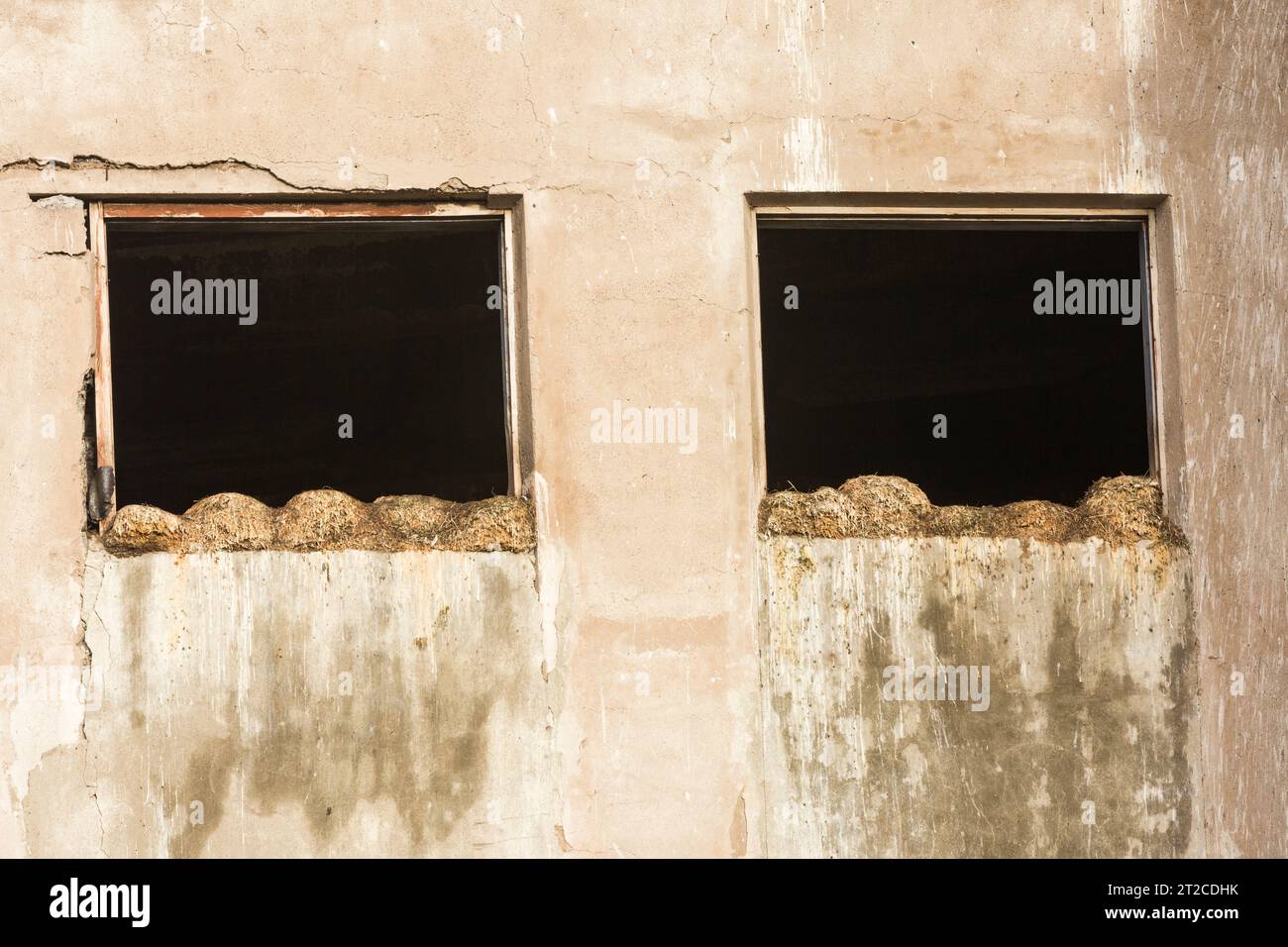 Black-legged kittiwake Rissa tridactyla, empty nesting colony in ...