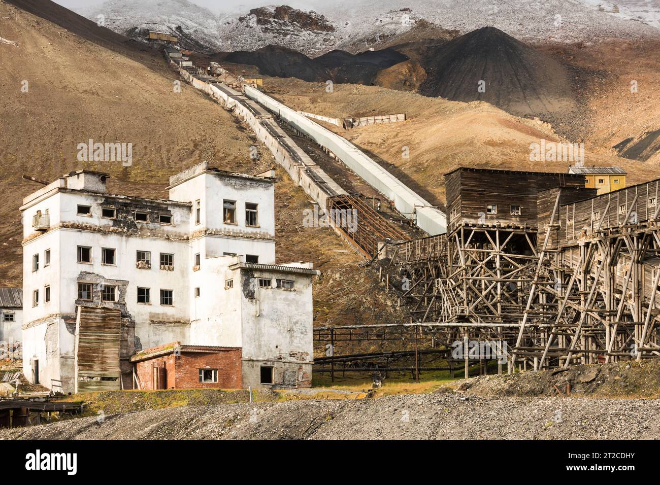 Black-legged kittiwake Rissa tridactyla, nesting colony in derelict ...
