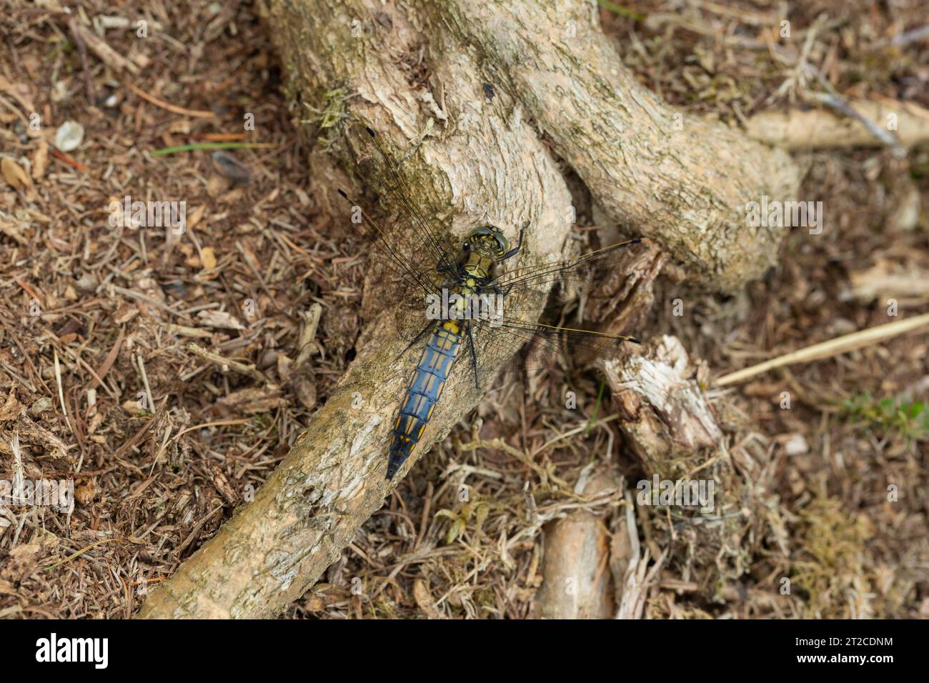 Black-tailed skimmer Orthetrum cancellatum, juvenile male resting on ...