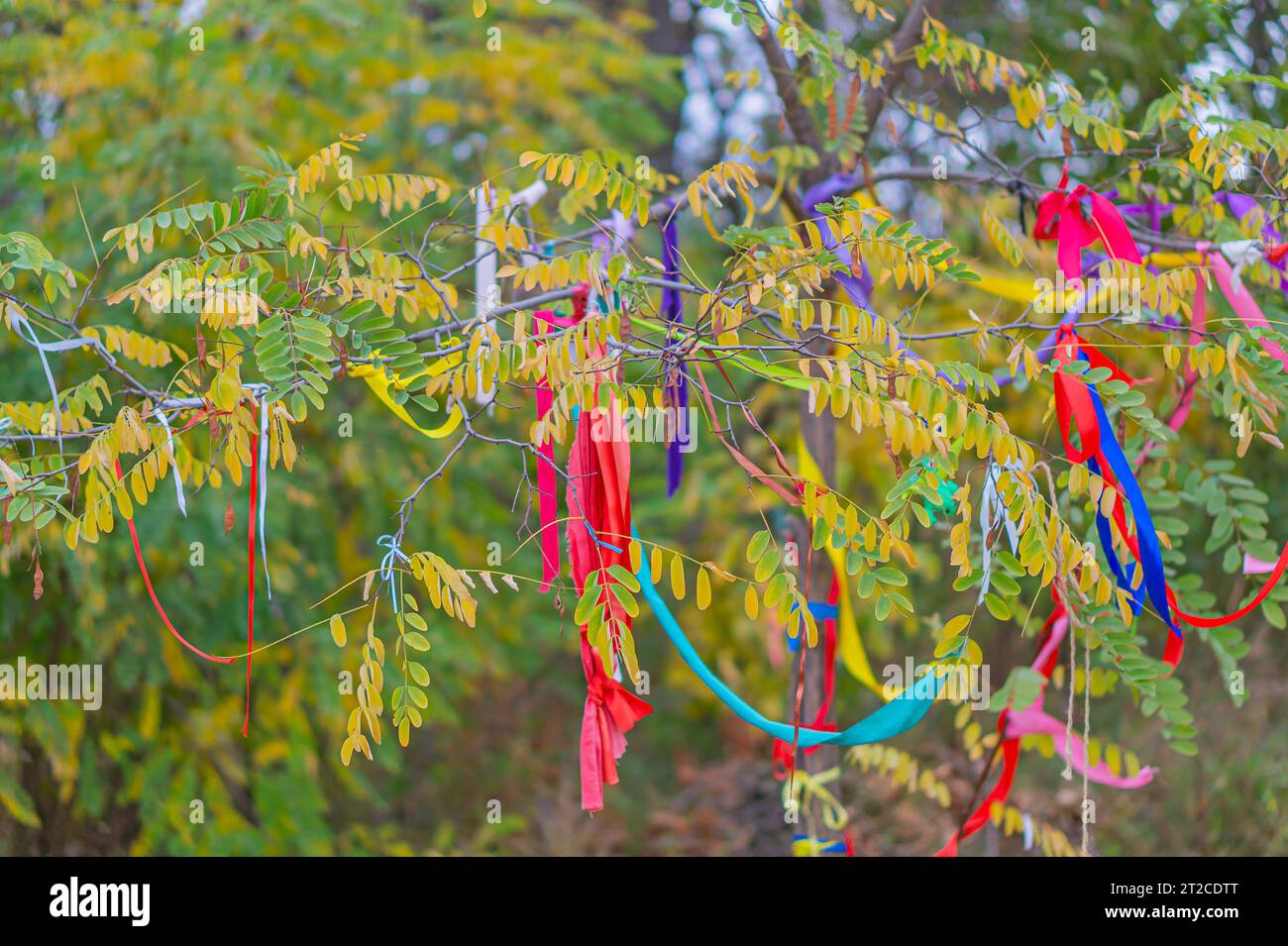 Tree decorated with colored ropes and notes on clothespins in the sunlight. Multicolored ribbons ...