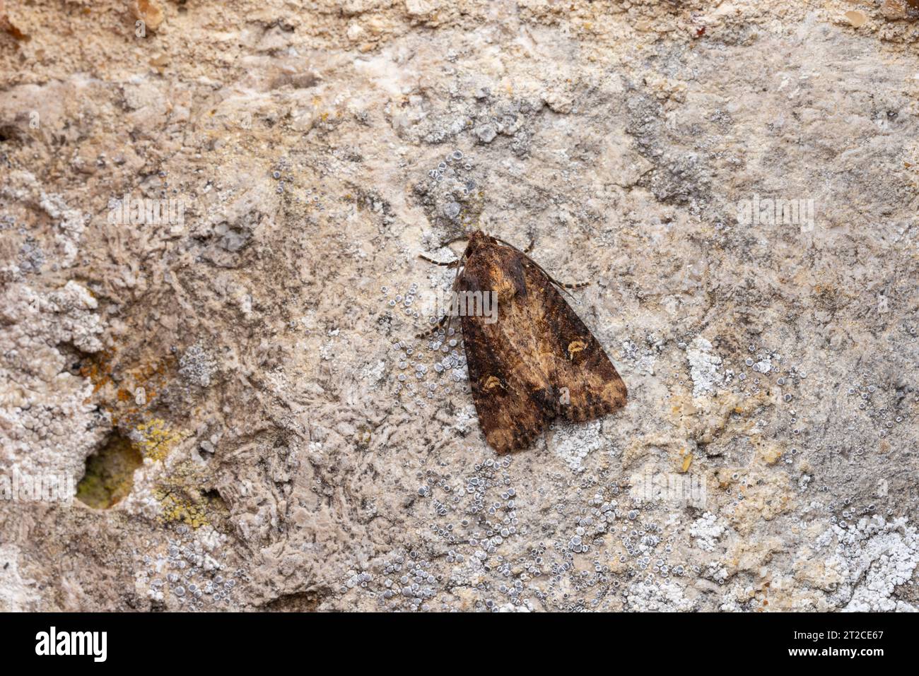 Common rustic Mesapamea secalis, imago resting on wall, Mudgley ...