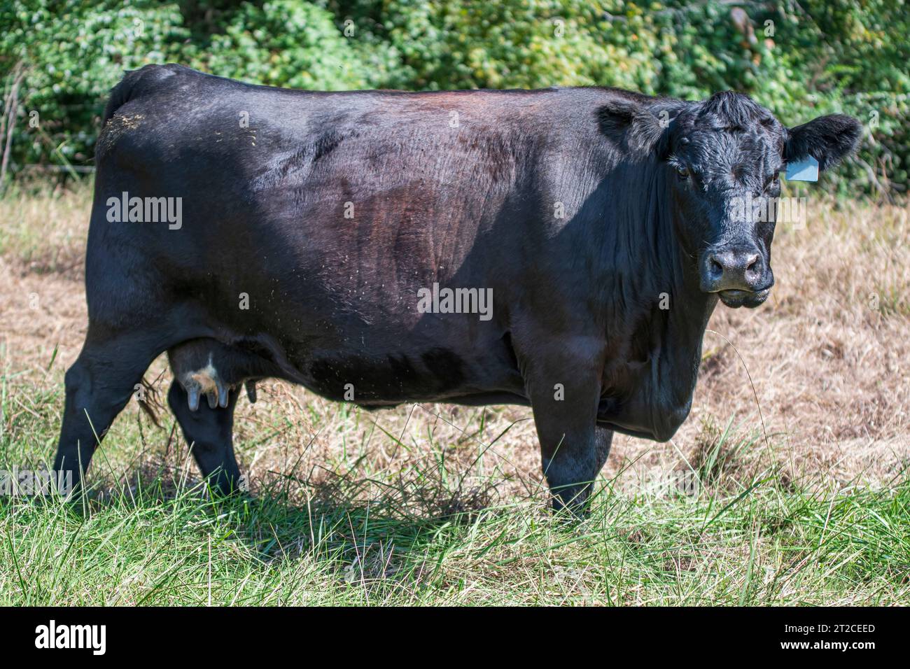 Female vet cow hi-res stock photography and images - Alamy