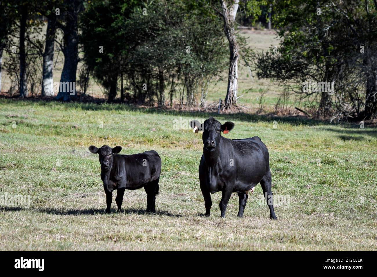 Beautiful Angus crossbred cow-calf pair in a pasture looking alertly at ...