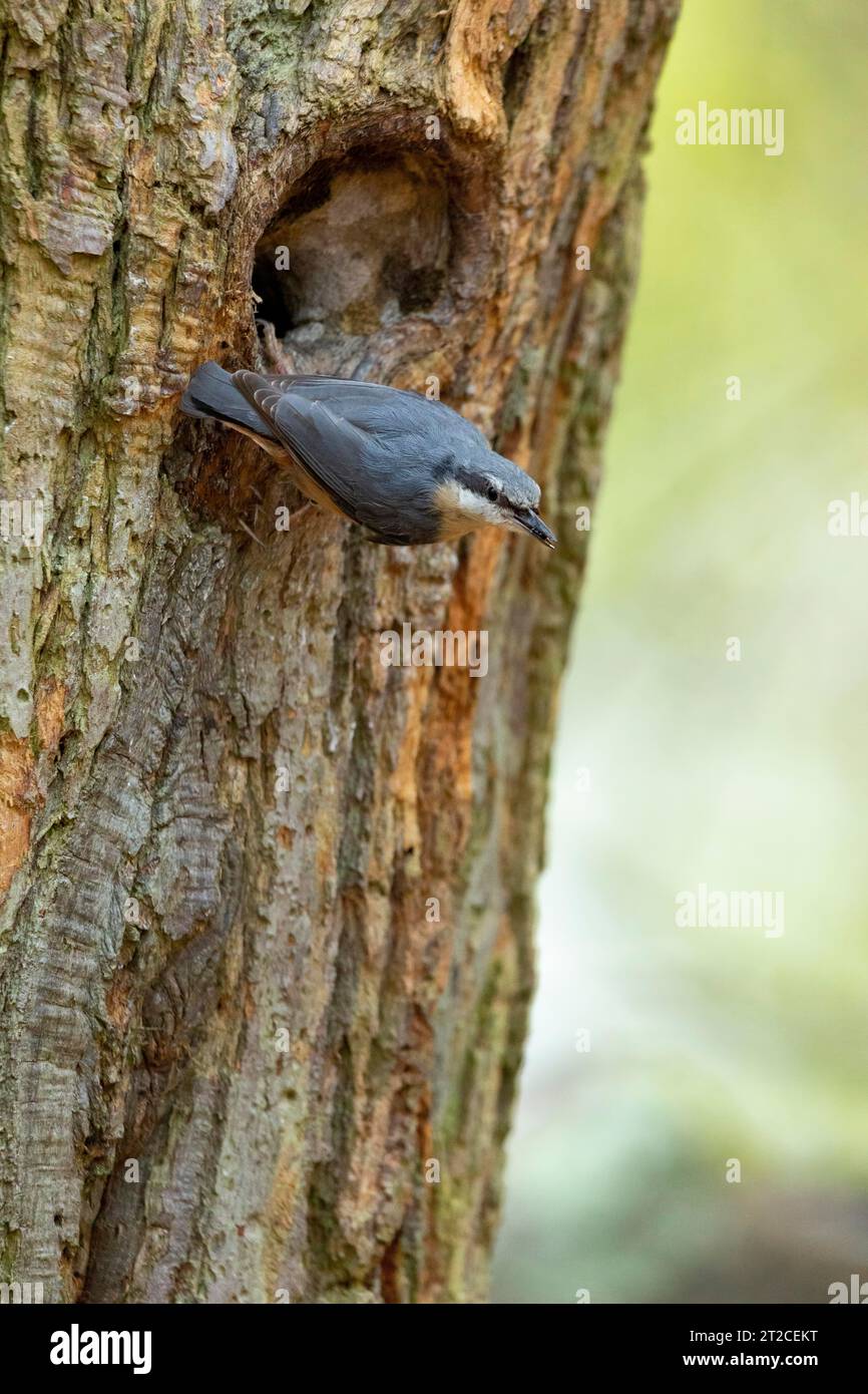 Arne rspb spring hi-res stock photography and images - Alamy