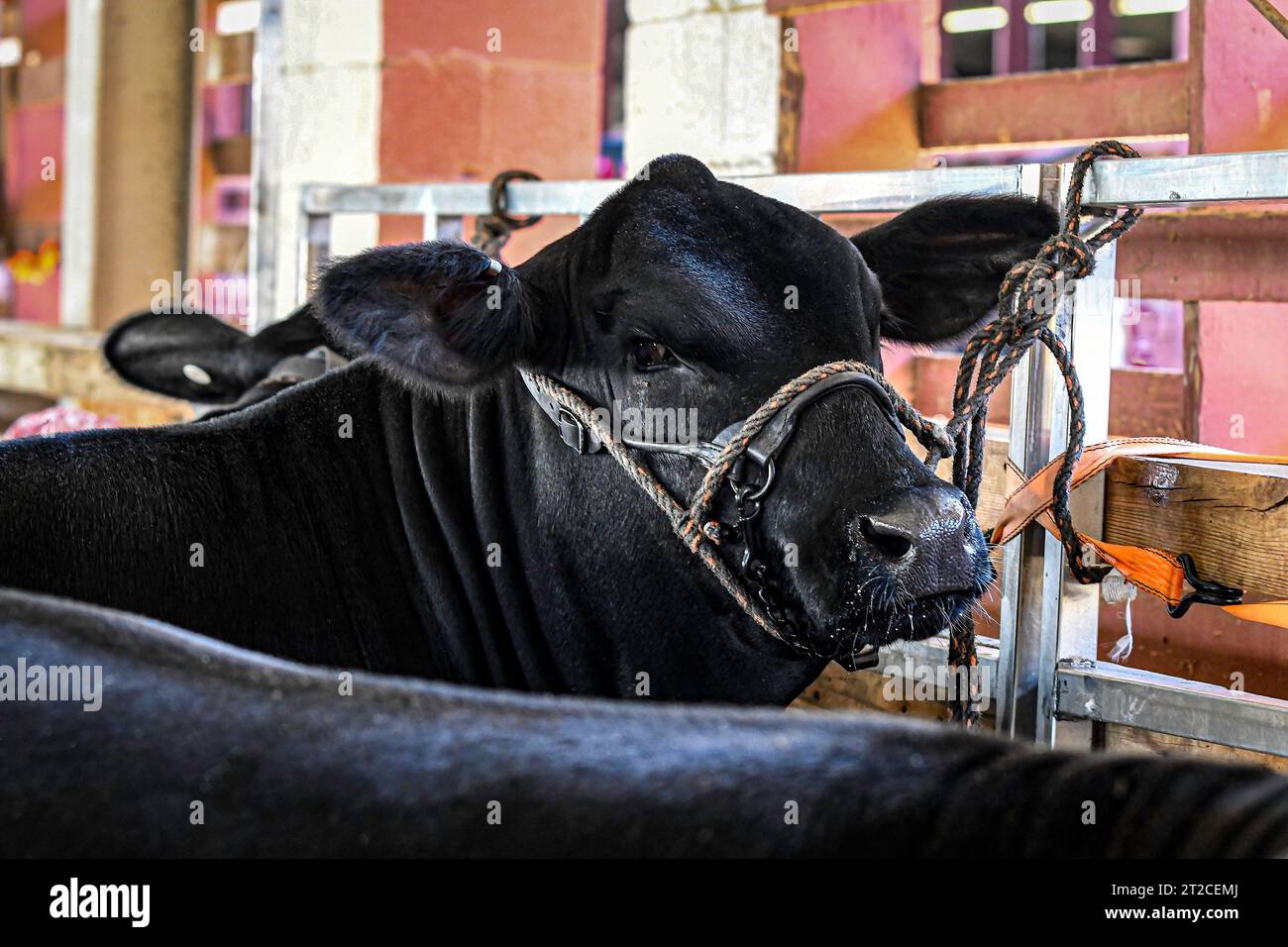Close up of an Angus show heifer resting in the show barn between ...