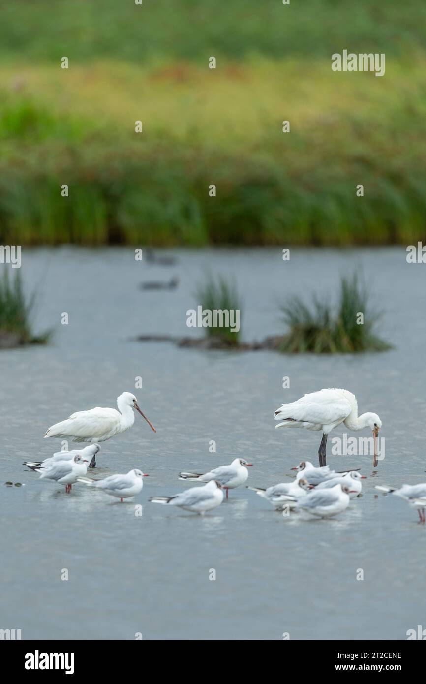 Eurasian spoonbill Platalea leucorodia, trio wading in shallow lagoon ...