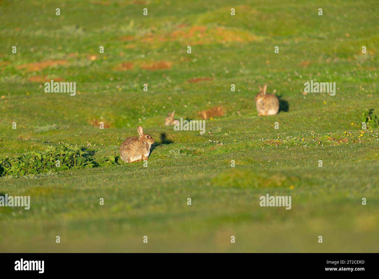 European rabbit Oryctolagus cuniculus, juvenile, Wavering Down ...