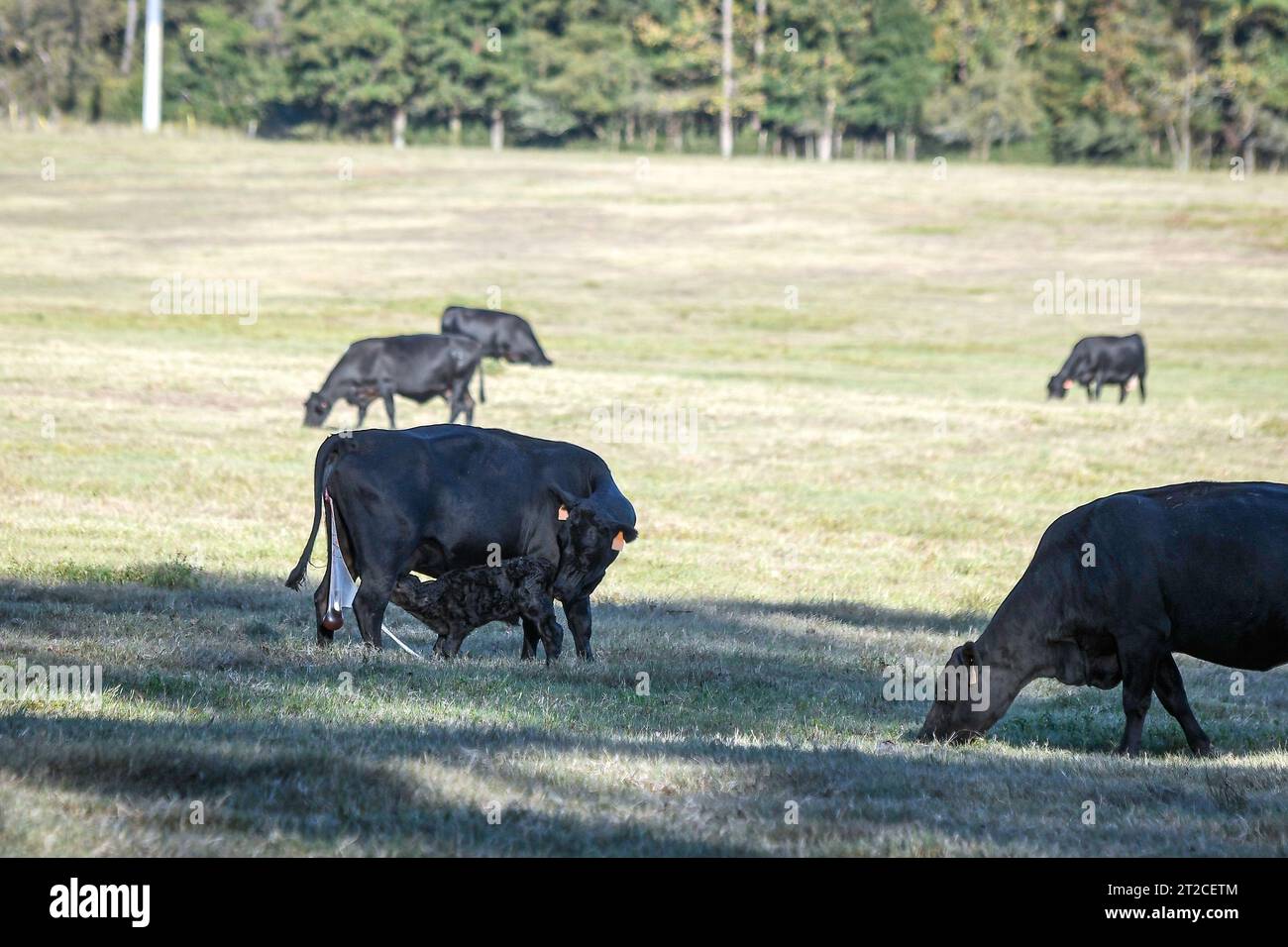 First-calf, Angus heifer with her newborn calf in a drought-stricken ...