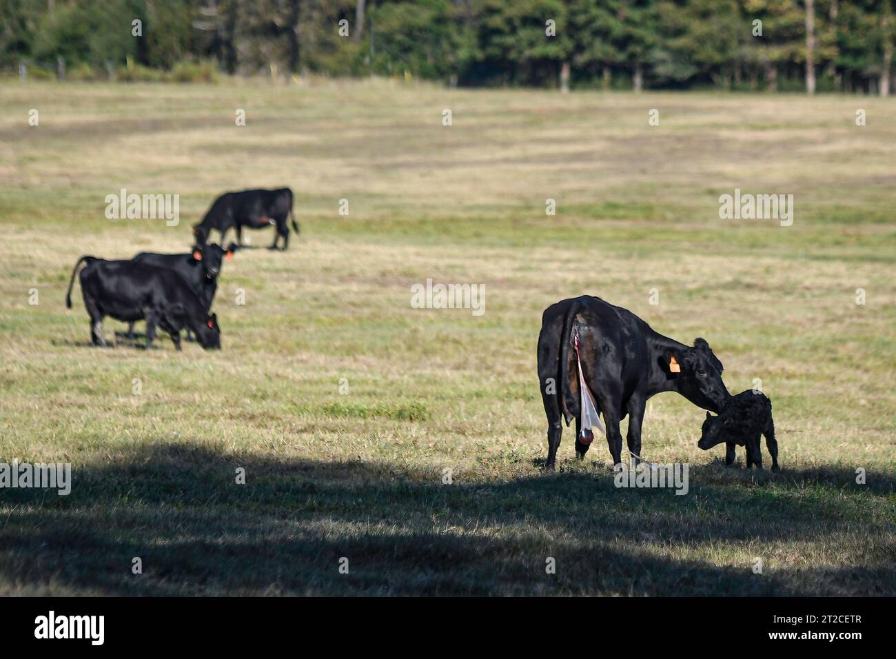 A newly born Angus calf getting cleaned off by its mother in an open ...