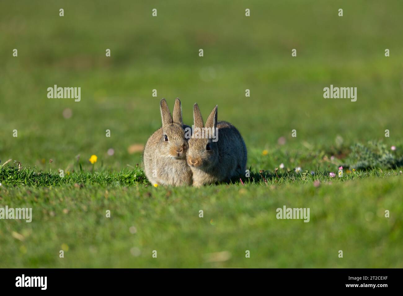 European rabbit Oryctolagus cuniculus, juveniles resting, Wavering Down ...