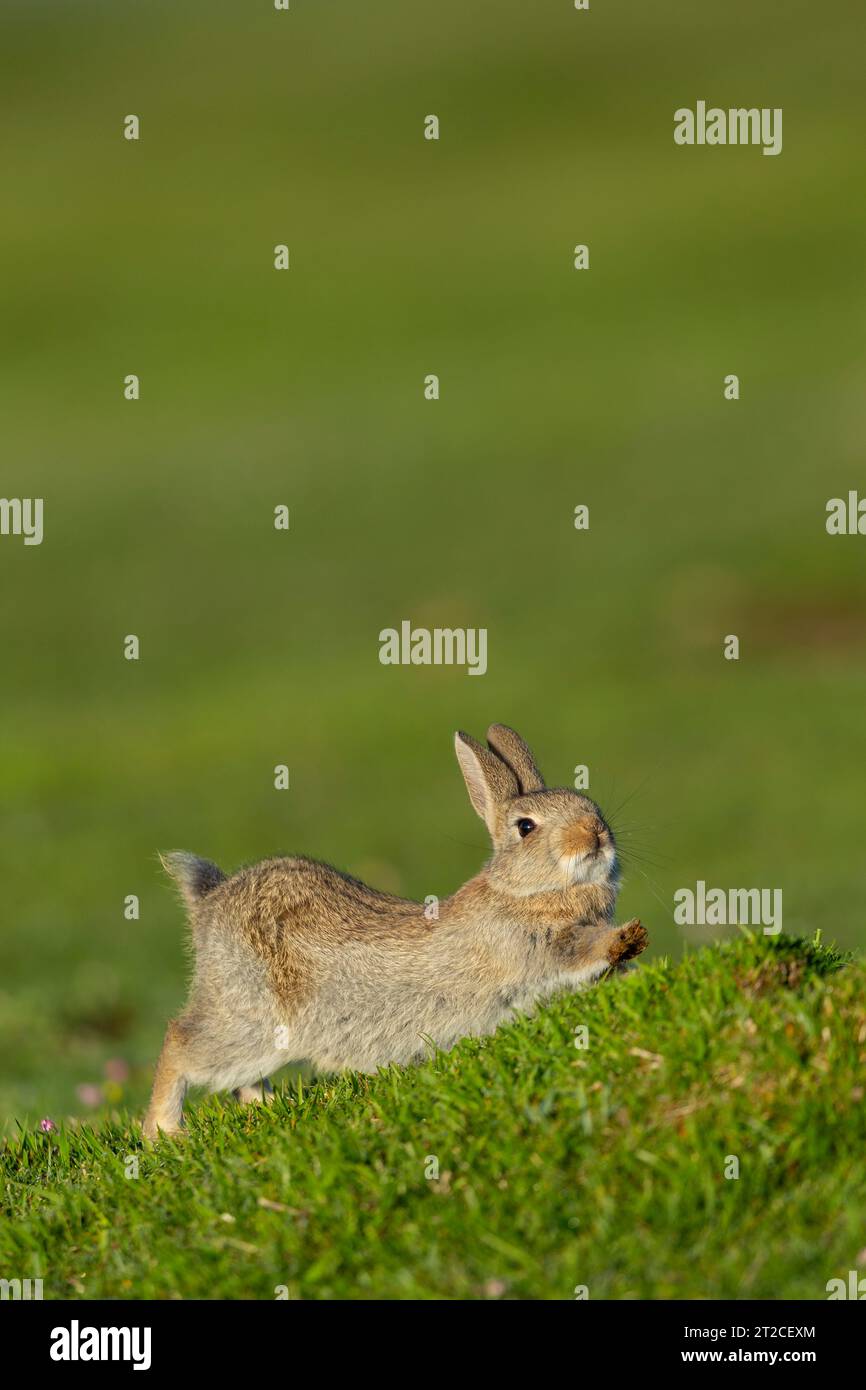 European rabbit Oryctolagus cuniculus, juvenile stretching, Wavering ...