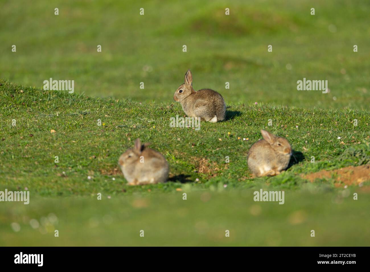 European rabbit Oryctolagus cuniculus, juveniles at burrow, Wavering ...