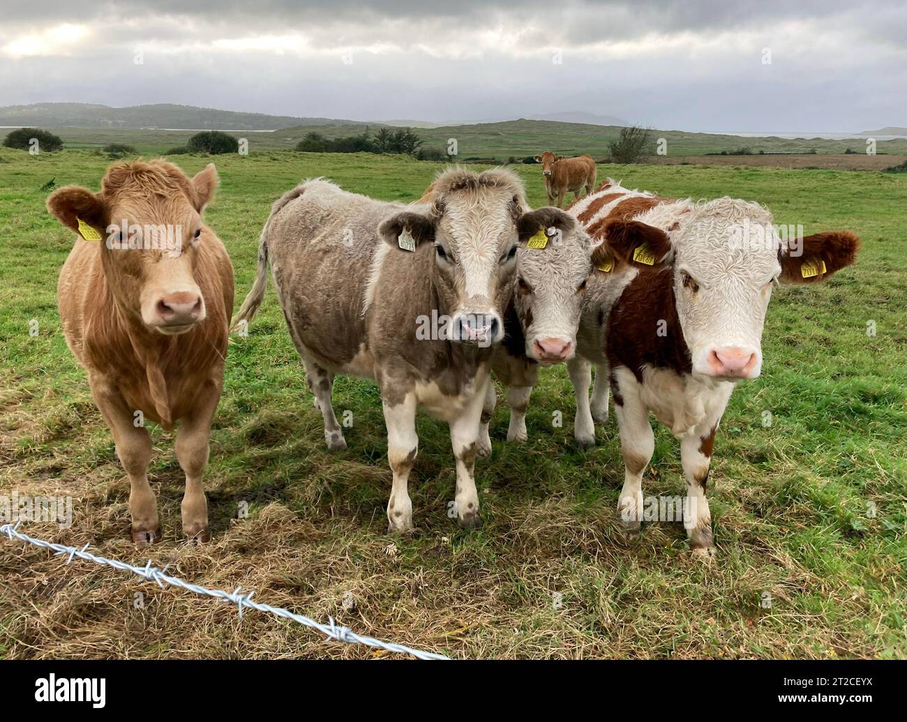 Dublin cattle market hi-res stock photography and images - Alamy