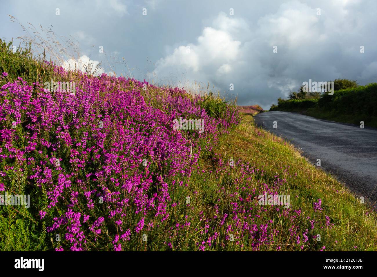 Landscape view of heather moorland alongside road, Exmoor National Park ...
