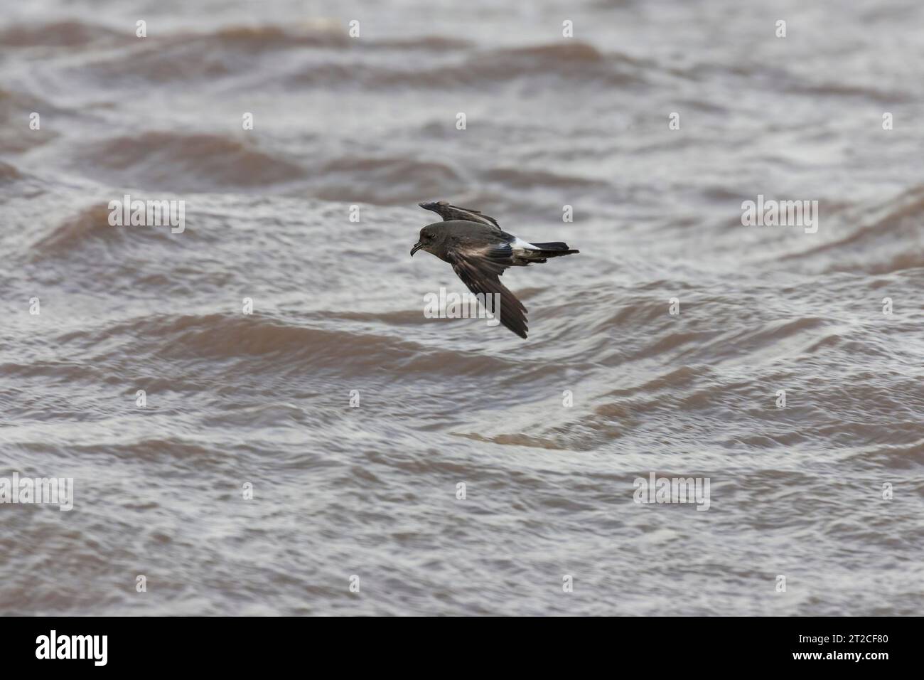 Leach's storm petrel Oceanodroma leucorhoa, in flight during winter ...