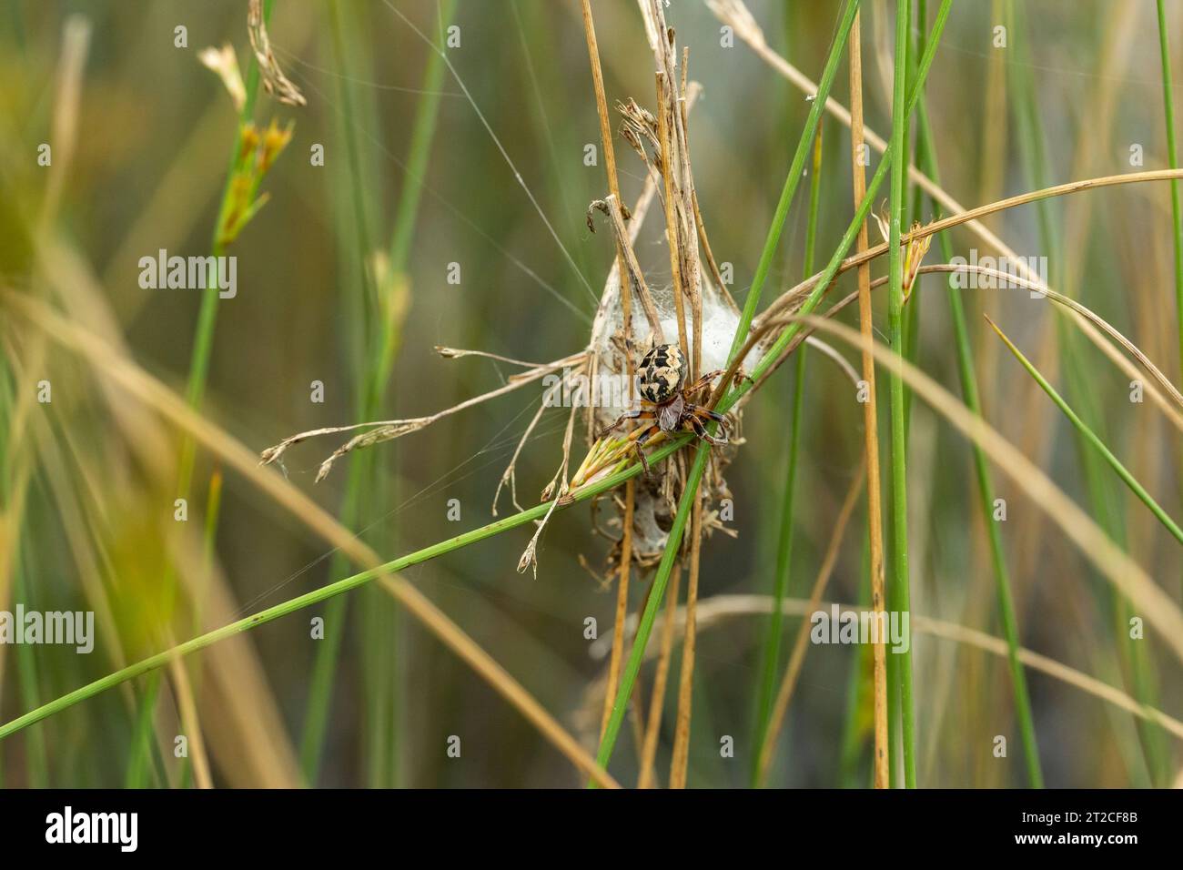 Furrow spider Larinioides cornutus, adult guarding web in poolside ...