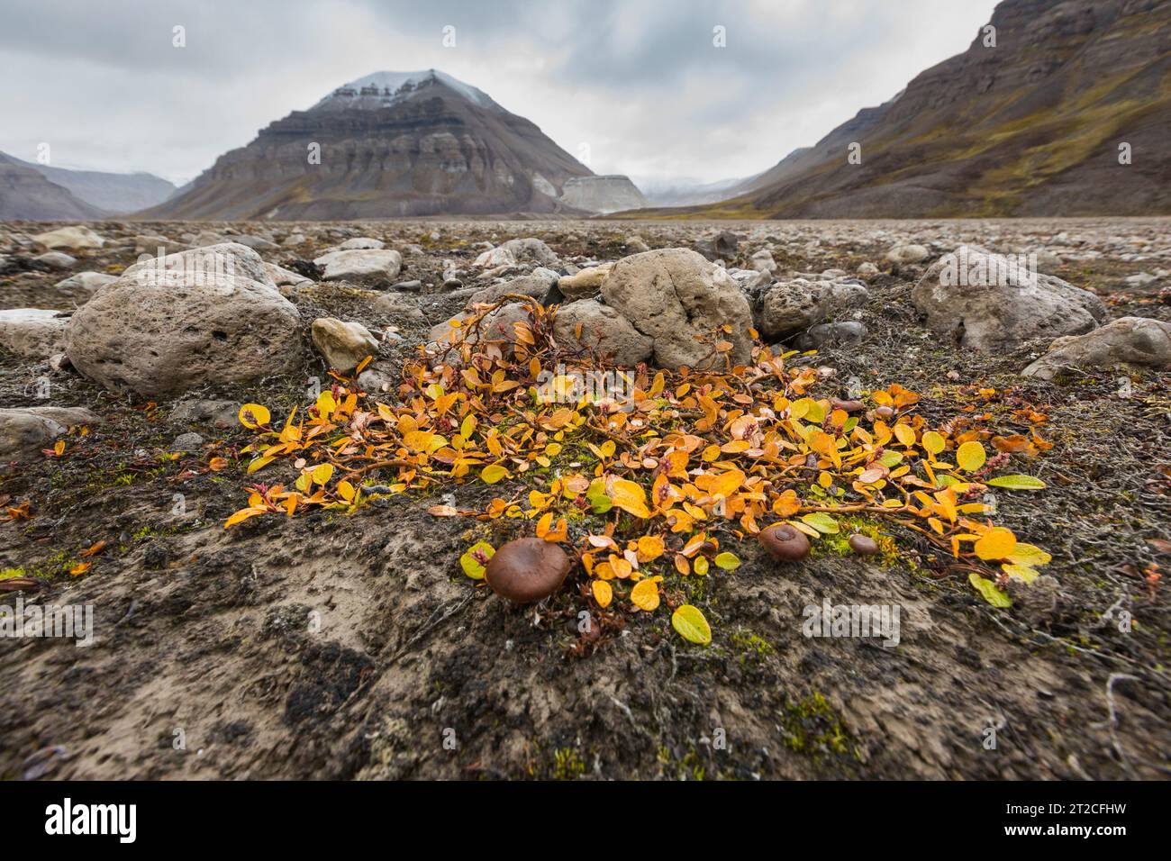 Polar willow Salix polaris, growing along shoreline, Skunsbuckta ...