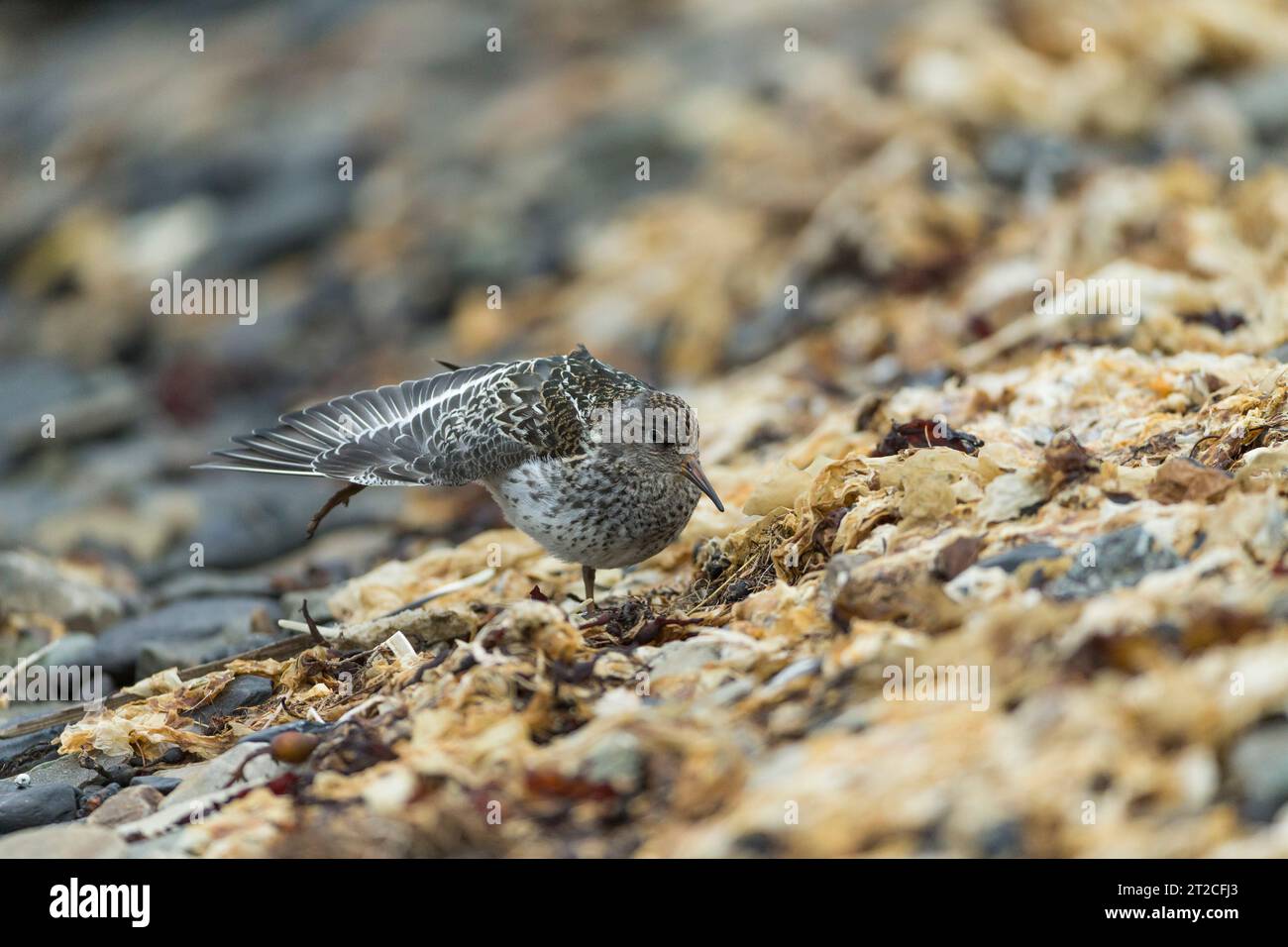 Purple sandpiper Calidris purpurea, juvenile wing-stretching on shingle ...